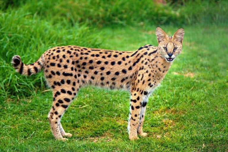 Top 13 Cat Breeds With Very Long Legs (With Pictures & Facts)