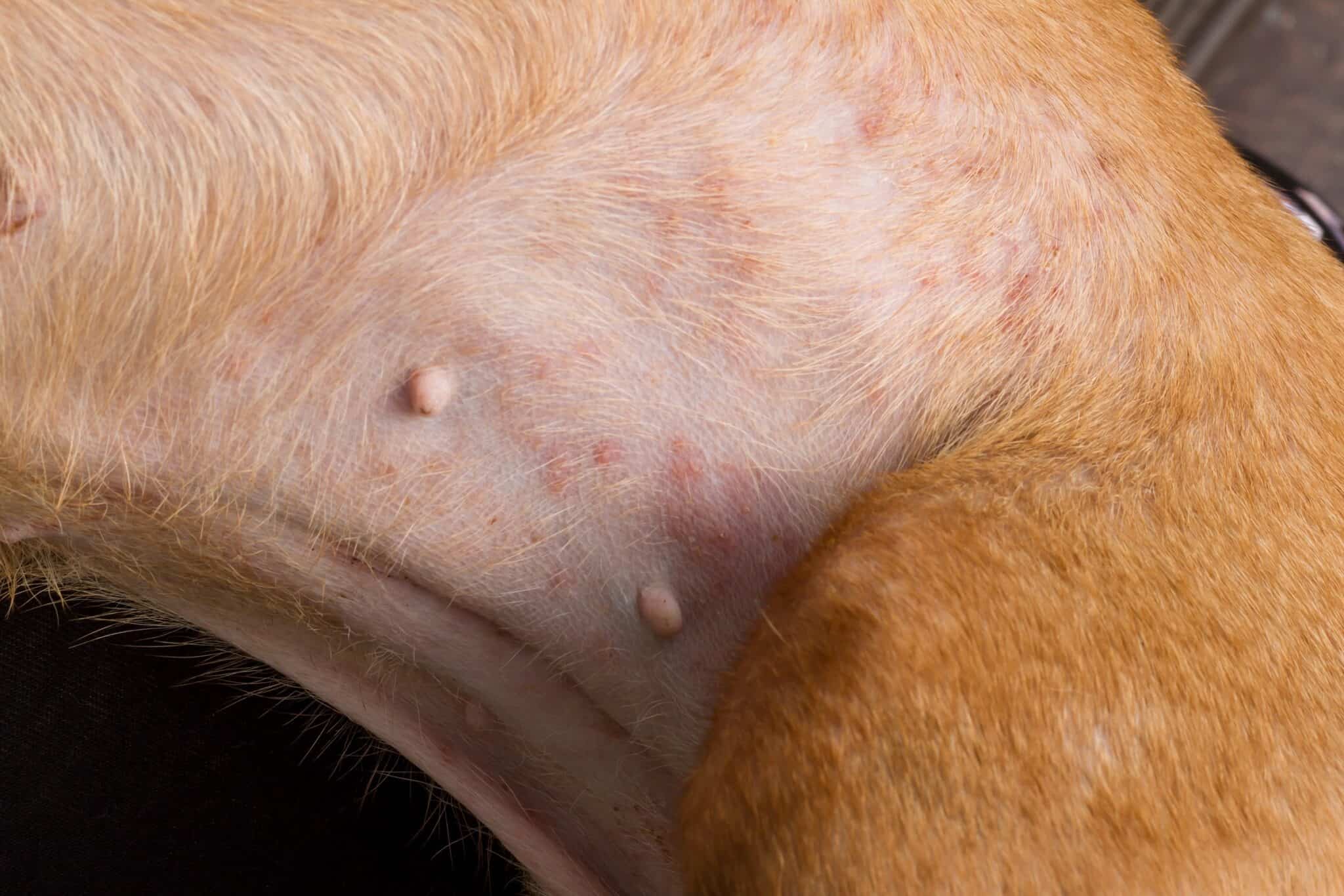 How to Identify and Treat Bug Bites on Dogs (With FAQs)