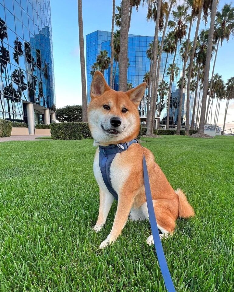 Akita Mixes: 38 Unique Akita Crossbreeds (With Pictures)
