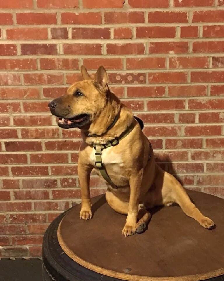 36 Bull Terrier Mixes You'll Want to Bring Home