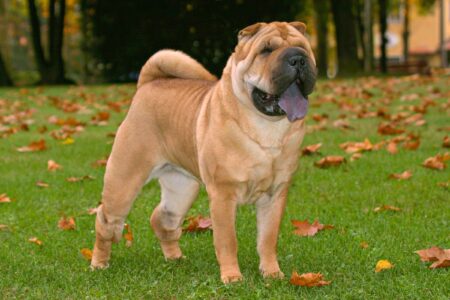 13 Dog Breeds With Purple Tongues (With Pictures & Facts)