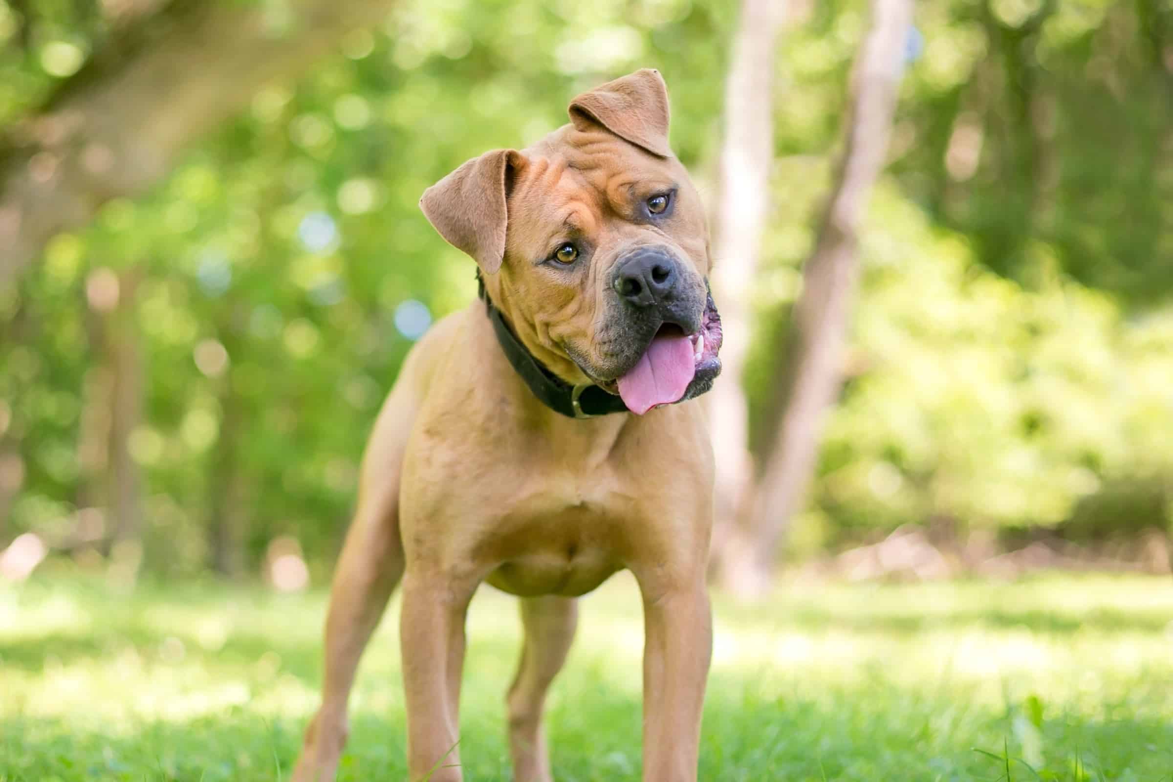 37 Interesting Shar-Pei Mixes You Must See (With Pictures)