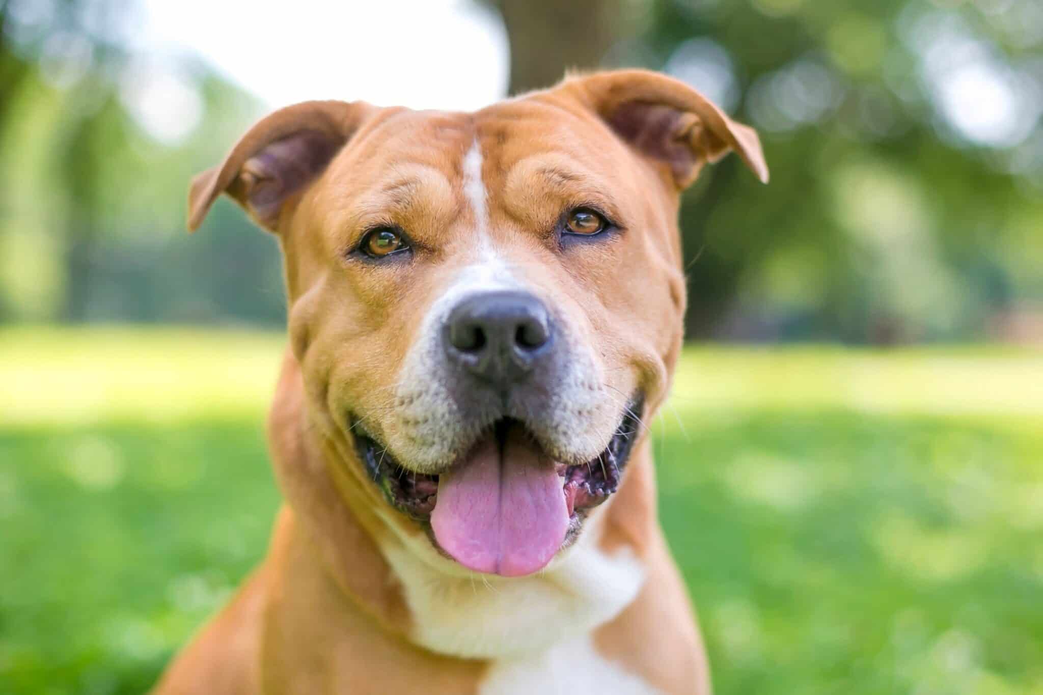 37 Interesting Shar-Pei Mixes You Must See (With Pictures)
