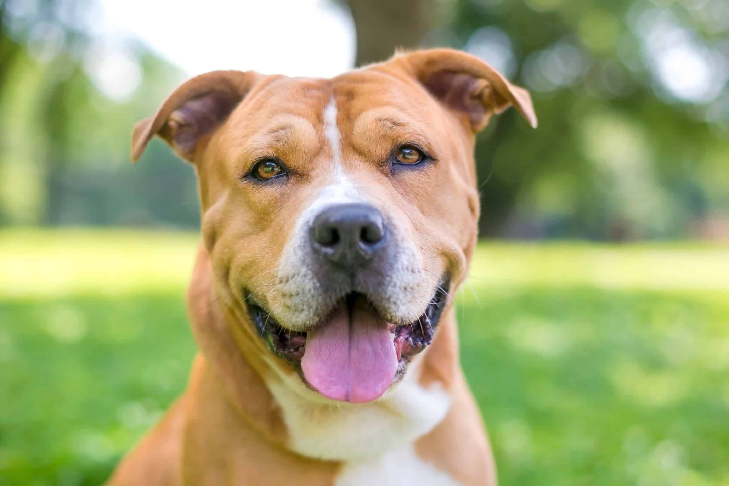 37 Interesting Shar-Pei Mixes You Must See (With Pictures)