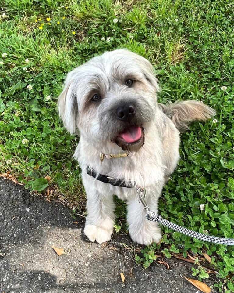 37 Interesting Shar-Pei Mixes You Must See (With Pictures)