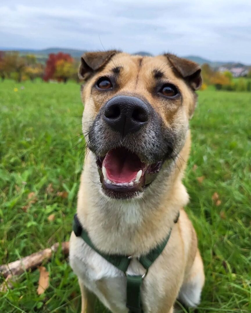 Siberian Husky Mixes: 40 Husky Crossbreeds (With Pictures)