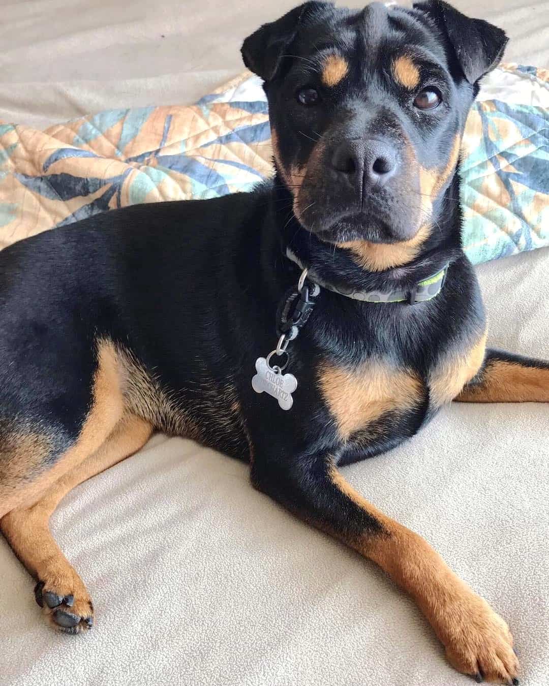 37 Interesting Shar-Pei Mixes You Must See (With Pictures)