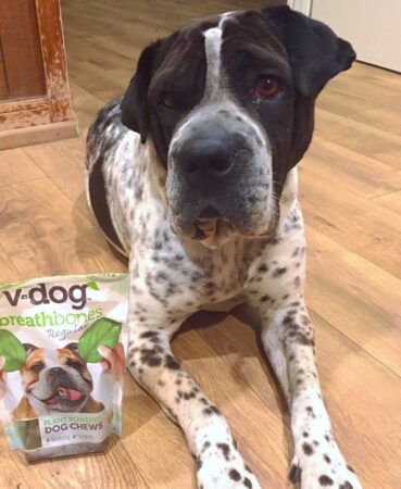 37 Interesting Shar-Pei Mixes You Must See (With Pictures)