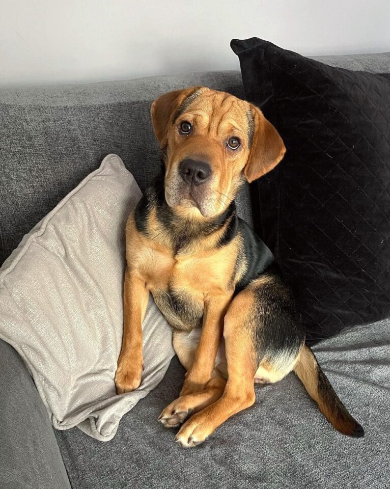 37 Interesting Shar-Pei Mixes You Must See (With Pictures)