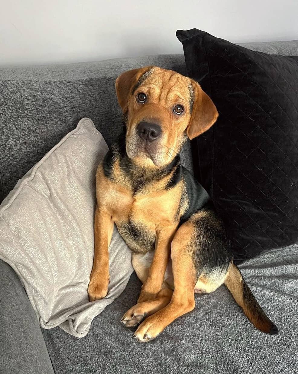 37 Interesting Shar-Pei Mixes You Must See (With Pictures)