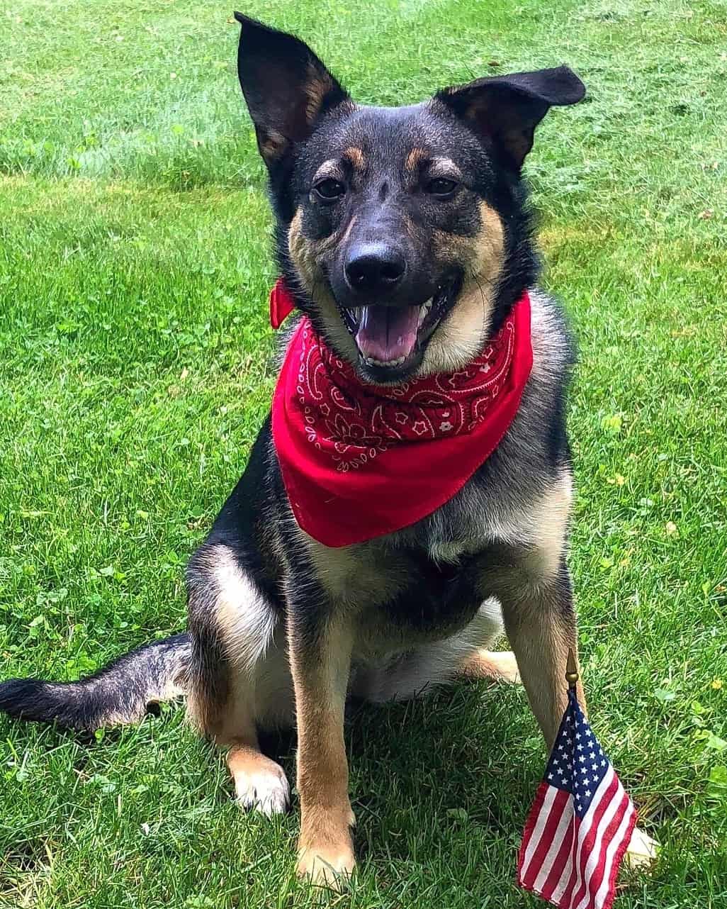 Shiba Inu Mixes: 20 Different Shiba Crossbreeds