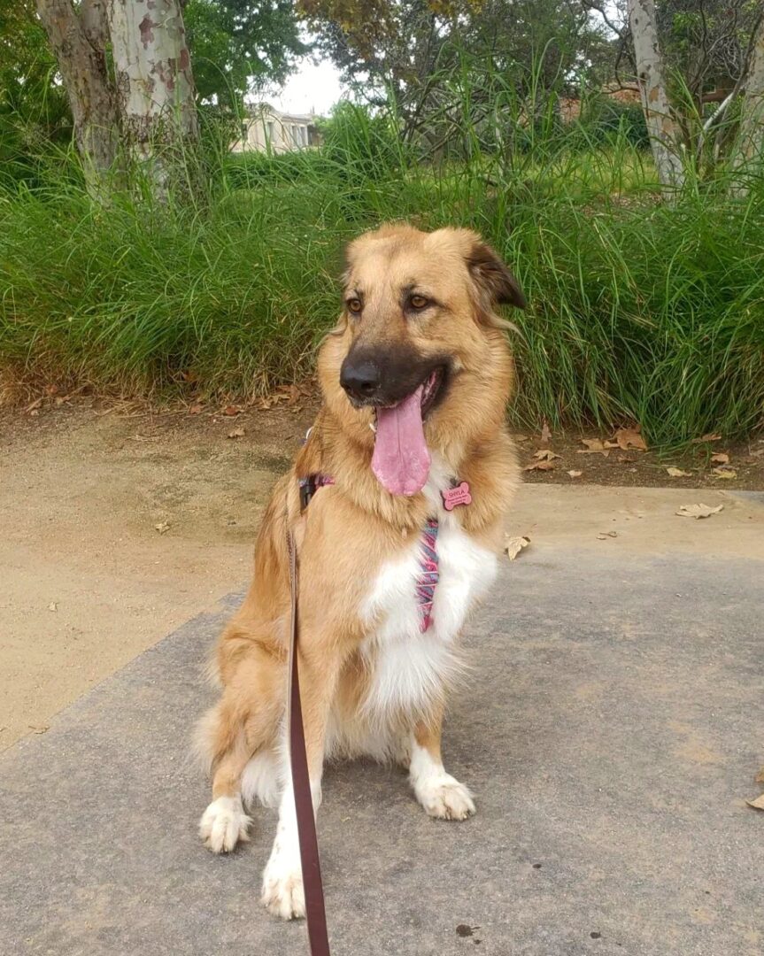 27 Beautiful Great Pyrenees Mixes (With Pictures) - Bubbly Pet