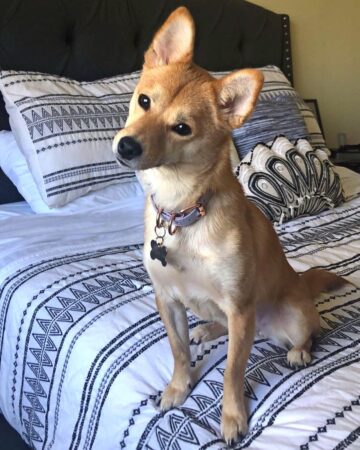 Shiba Inu Mixes: 20 Different Shiba Crossbreeds