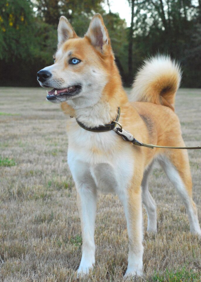 Shiba Inu Mixes: 20 Different Shiba Crossbreeds