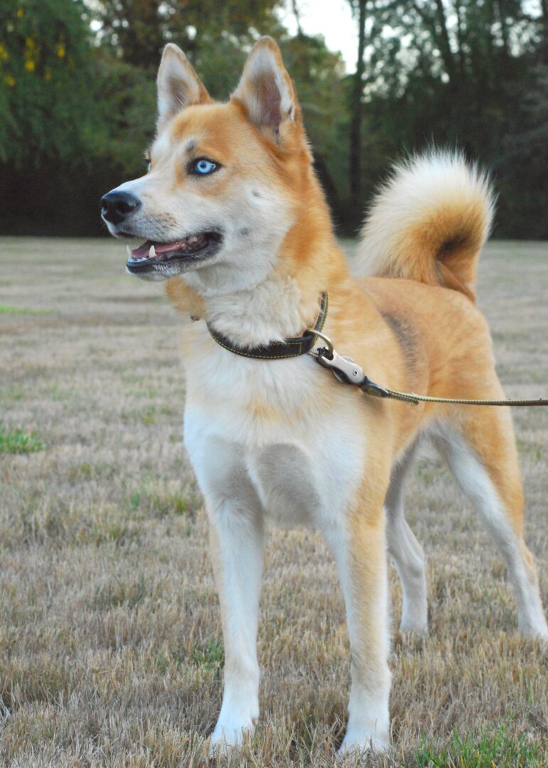 Shiba Inu Mixes: 20 Different Shiba Crossbreeds