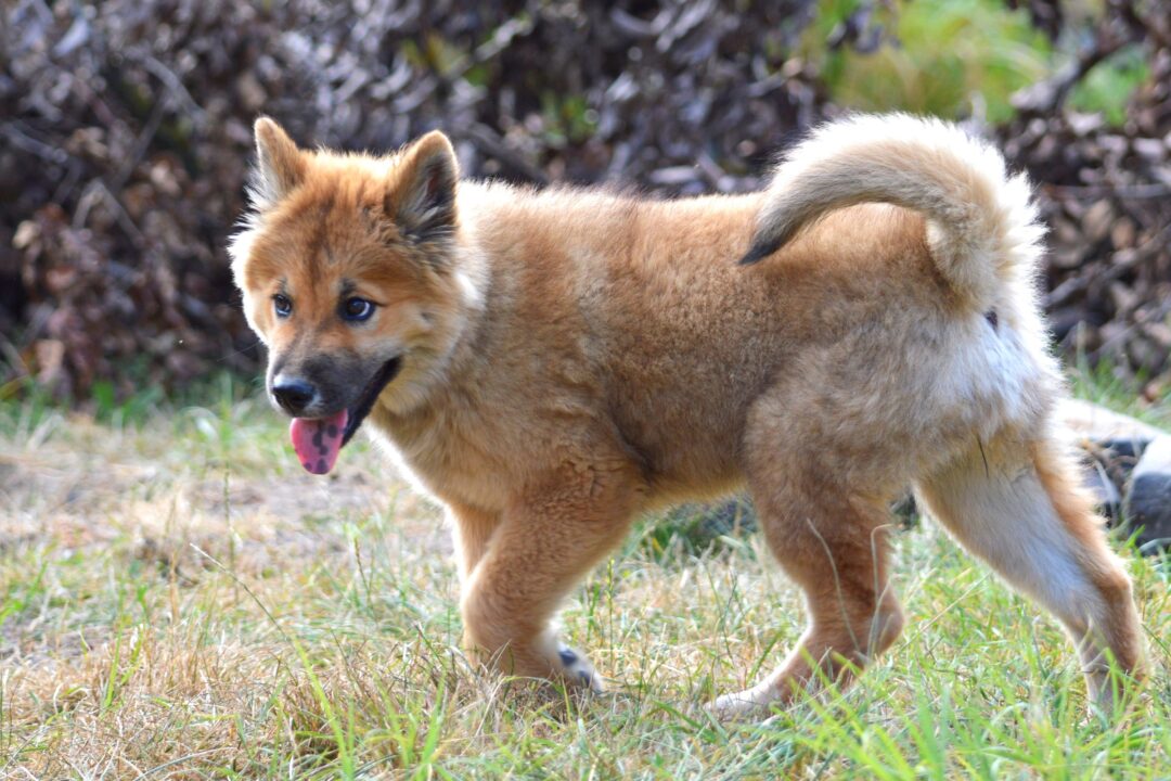 Shiba Inu Mixes: 20 Different Shiba Crossbreeds (With Pictures)