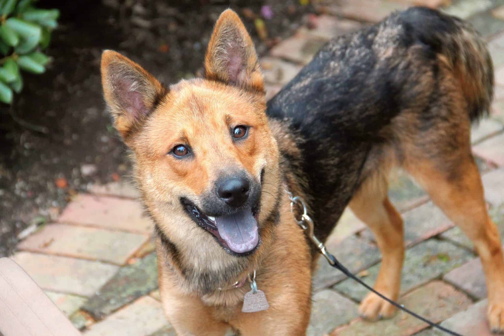 Shiba Inu Mixes: 20 Different Shiba Crossbreeds