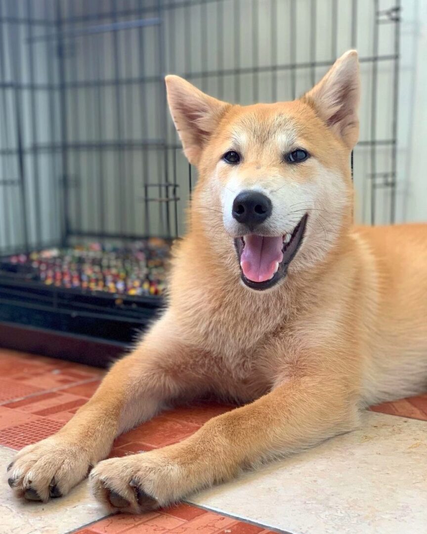 Shiba Inu Mixes: 20 Different Shiba Crossbreeds