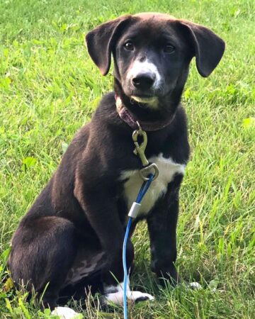 Shiba Inu Mixes: 20 Different Shiba Crossbreeds