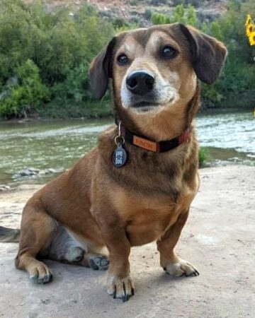 Shiba Inu Mixes: 20 Different Shiba Crossbreeds