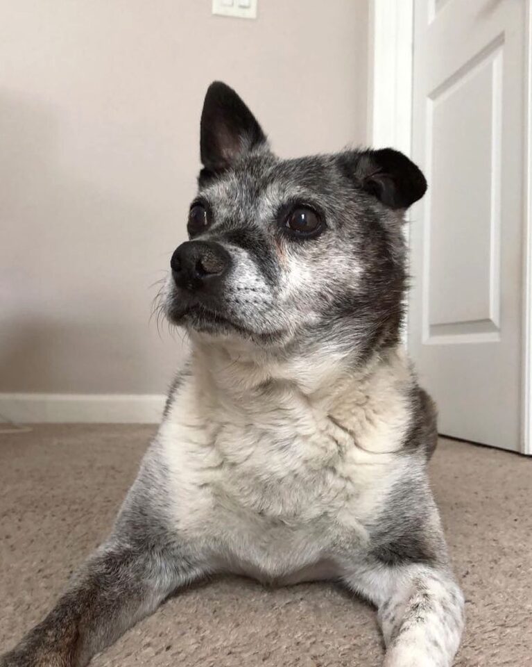 Shiba Inu Mixes: 20 Different Shiba Crossbreeds