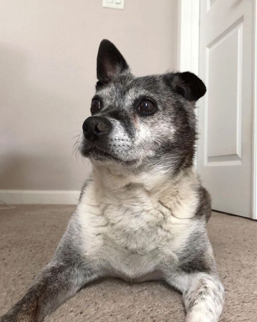 Shiba Inu Mixes: 20 Different Shiba Crossbreeds