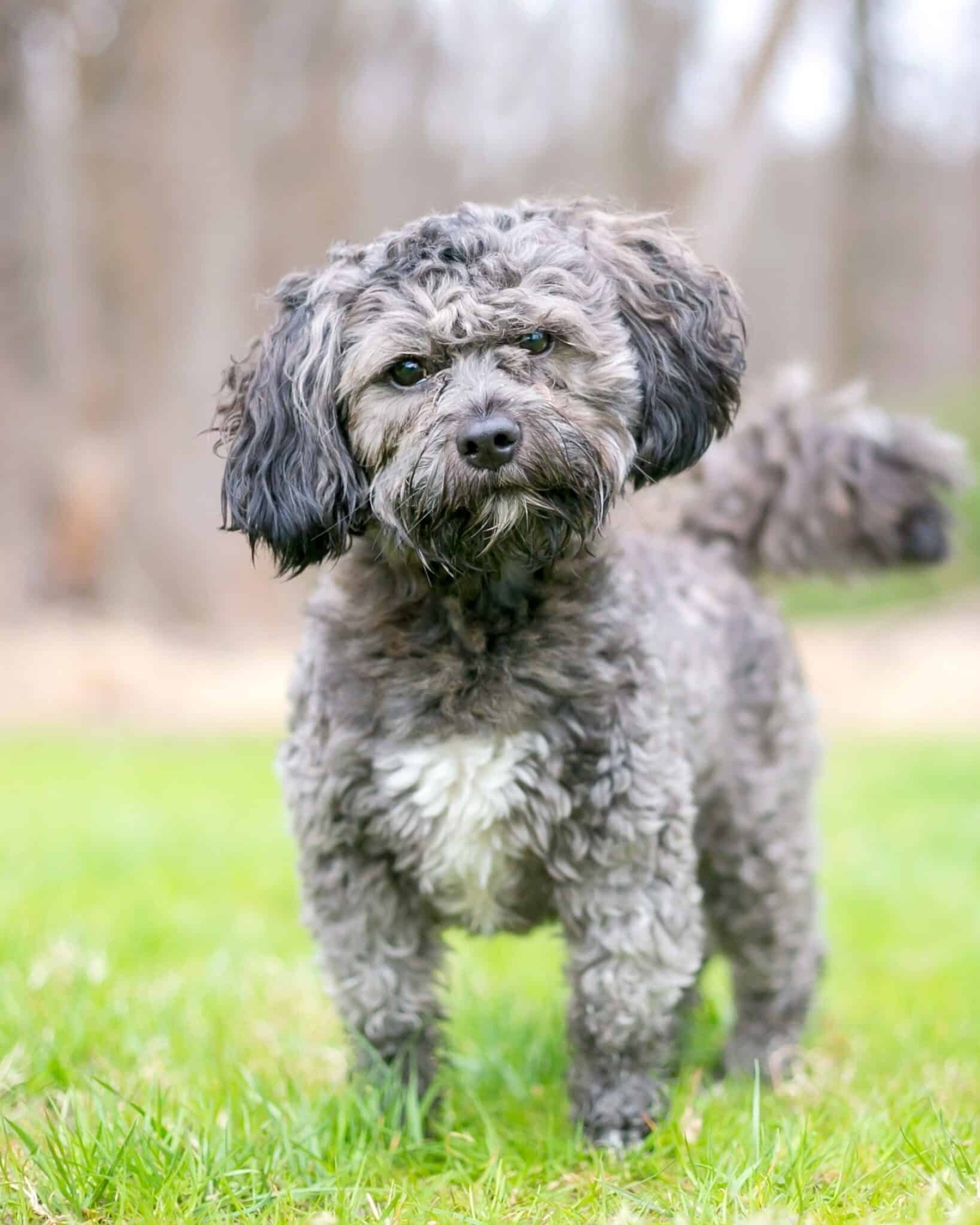 Havanese Mixes: 30 Cutest Havanese Hybrids (With Pictures)