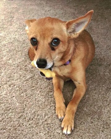 Shiba Inu Mixes: 20 Different Shiba Crossbreeds