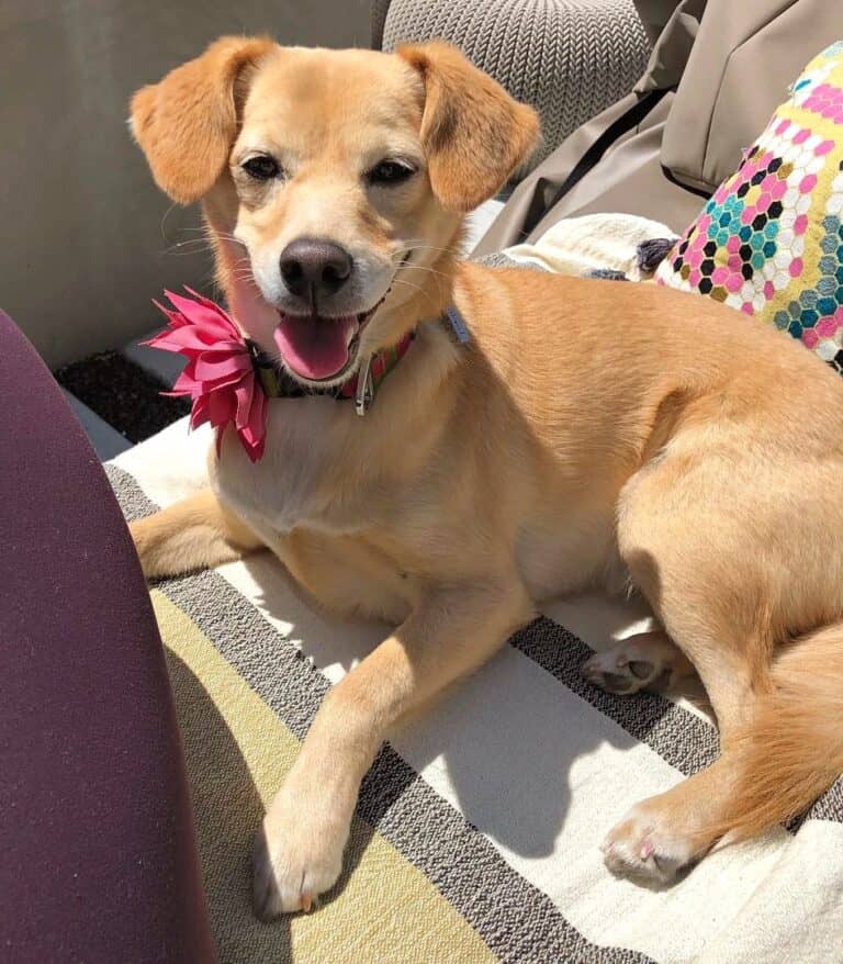 Shiba Inu Mixes: 20 Different Shiba Crossbreeds