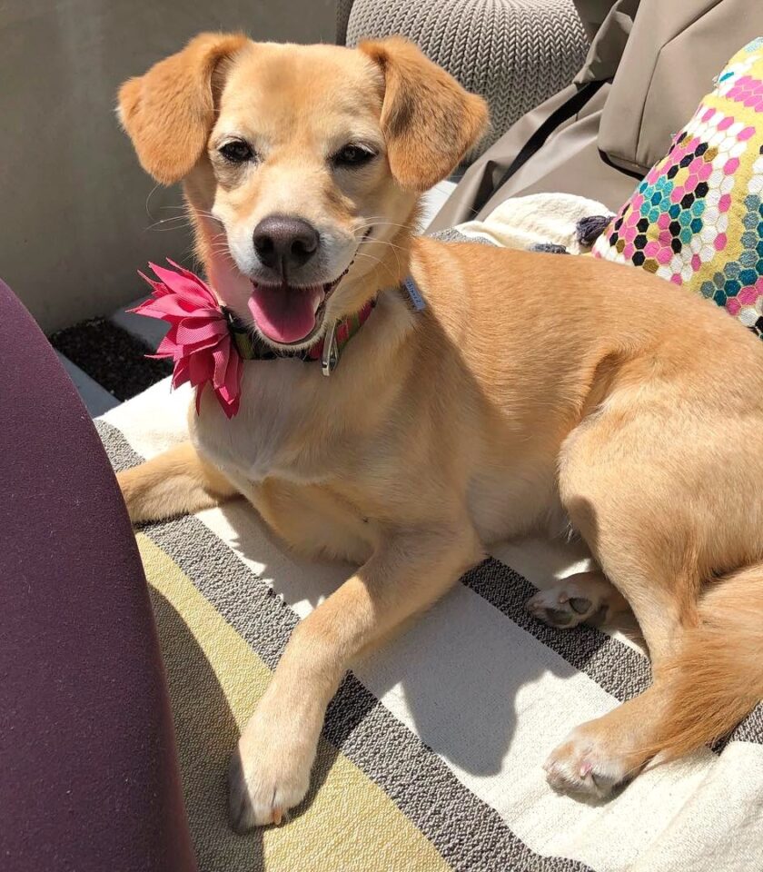 Shiba Inu Mixes: 20 Different Shiba Crossbreeds