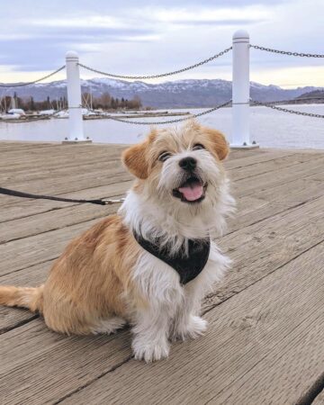 64 Cutest Corgi Mixes You'll Want to Adopt (With Pictures)