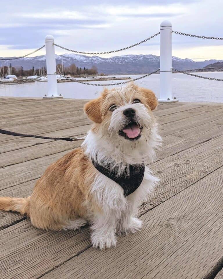 64 Cutest Corgi Mixes You'll Want to Adopt (With Pictures)