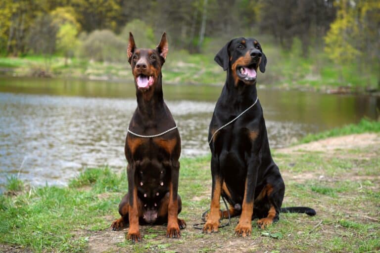 Doberman Ear Cropping: Everything You Need to Know