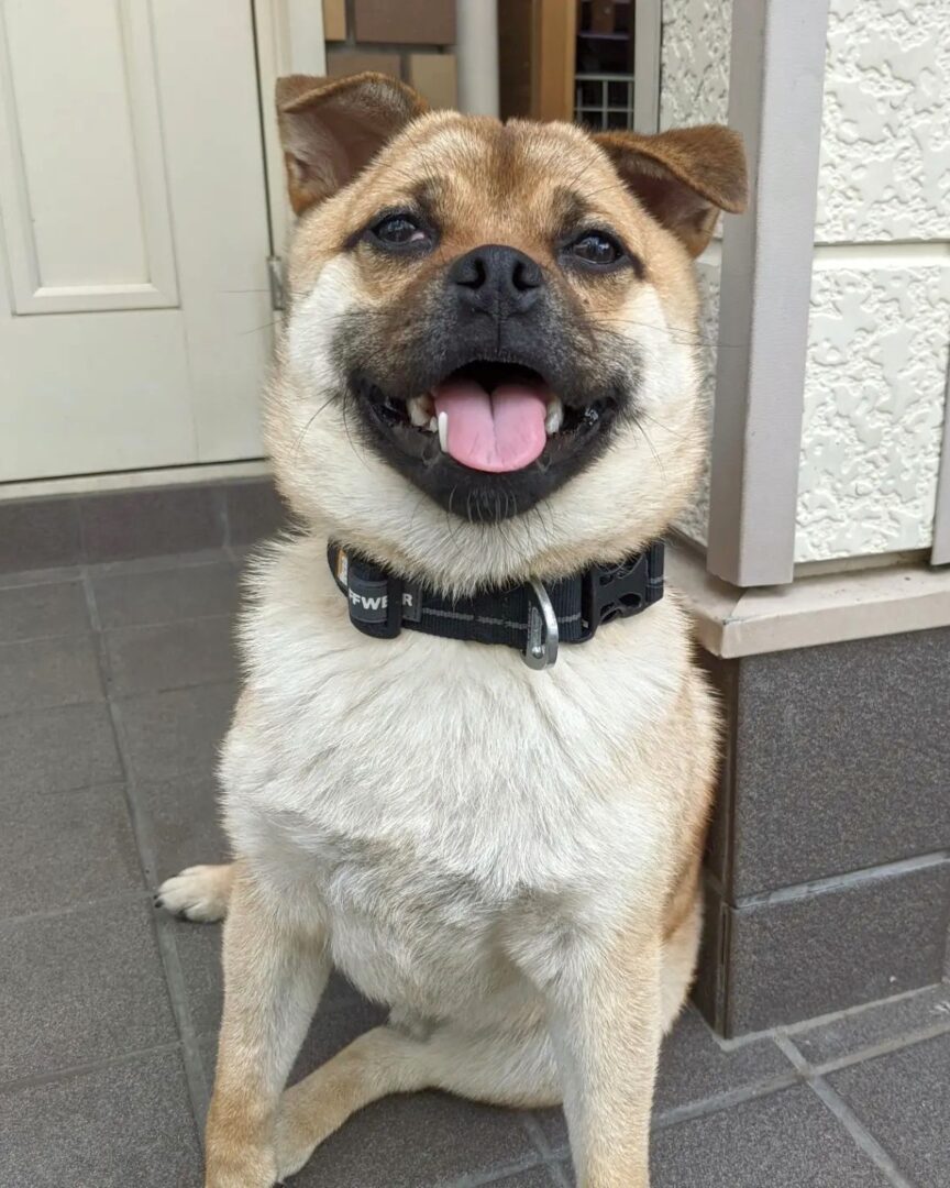 Shiba Inu Mixes: 20 Different Shiba Crossbreeds