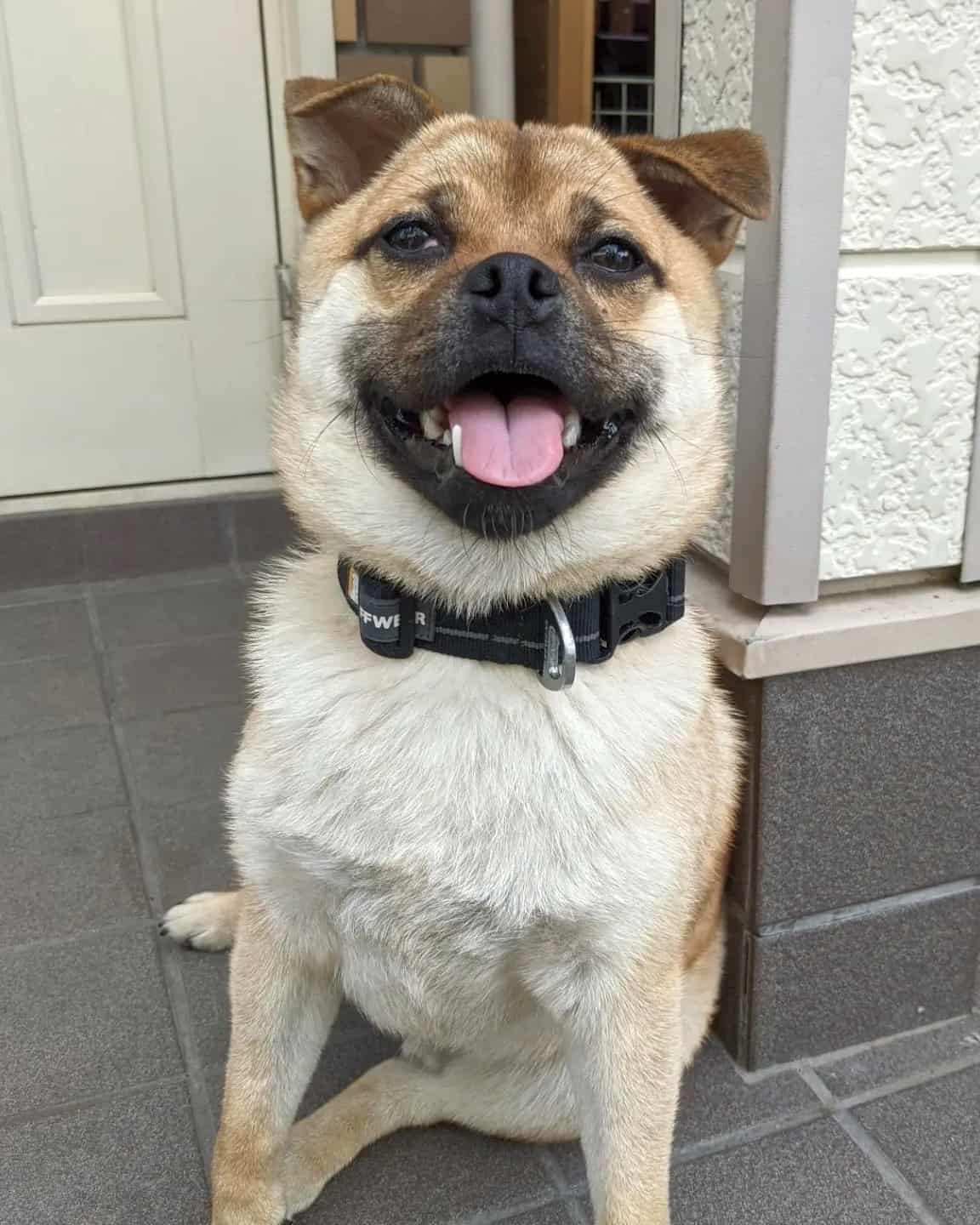 Shiba Inu Mixes: 20 Different Shiba Crossbreeds