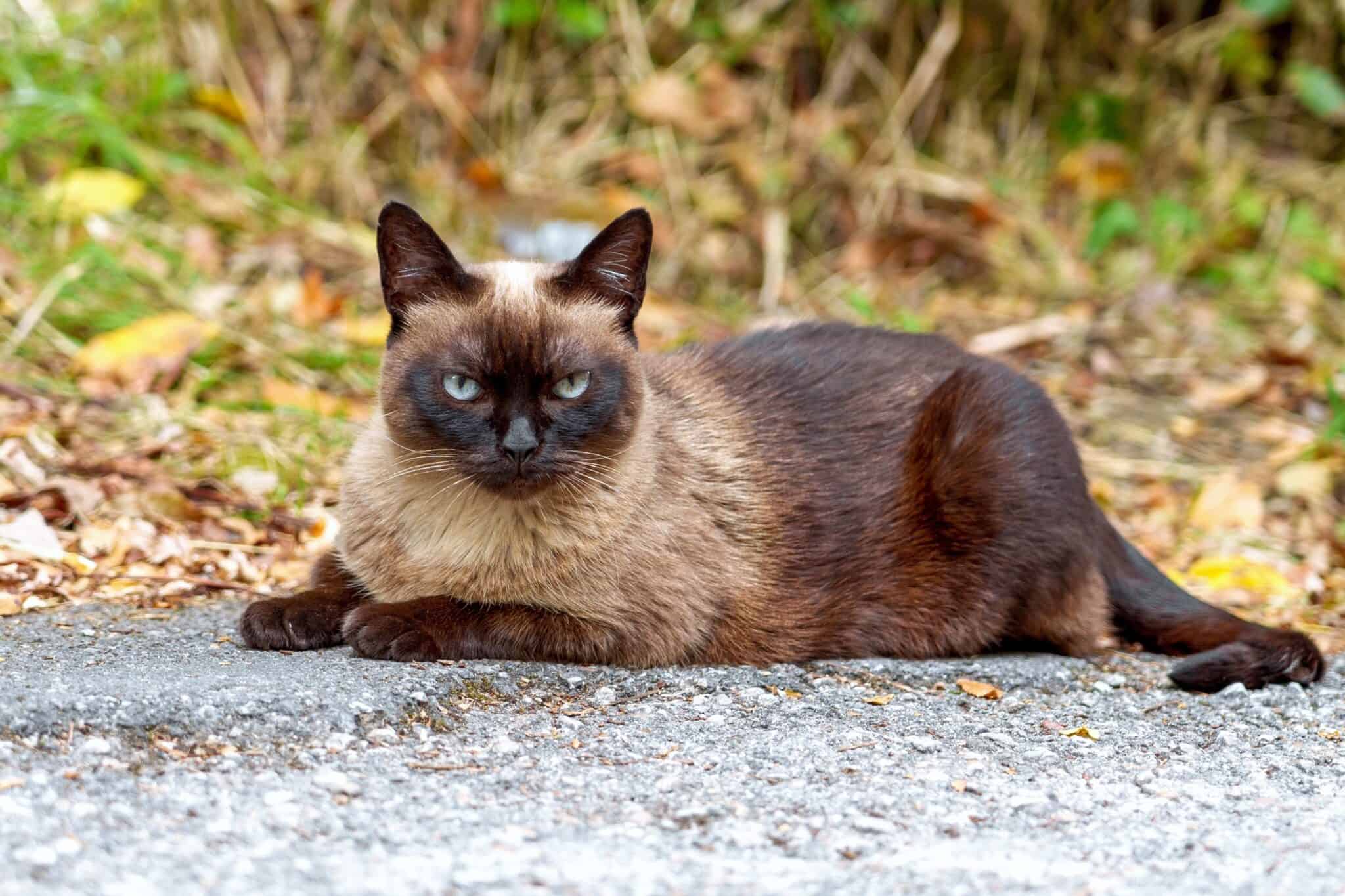 12 Awesome Cat Breeds With Big Noses (With Pictures)