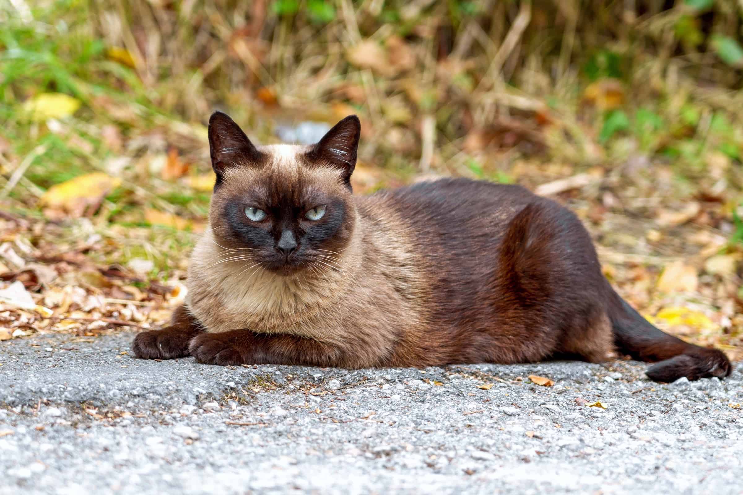 12 Awesome Cat Breeds With Big Noses (With Pictures)