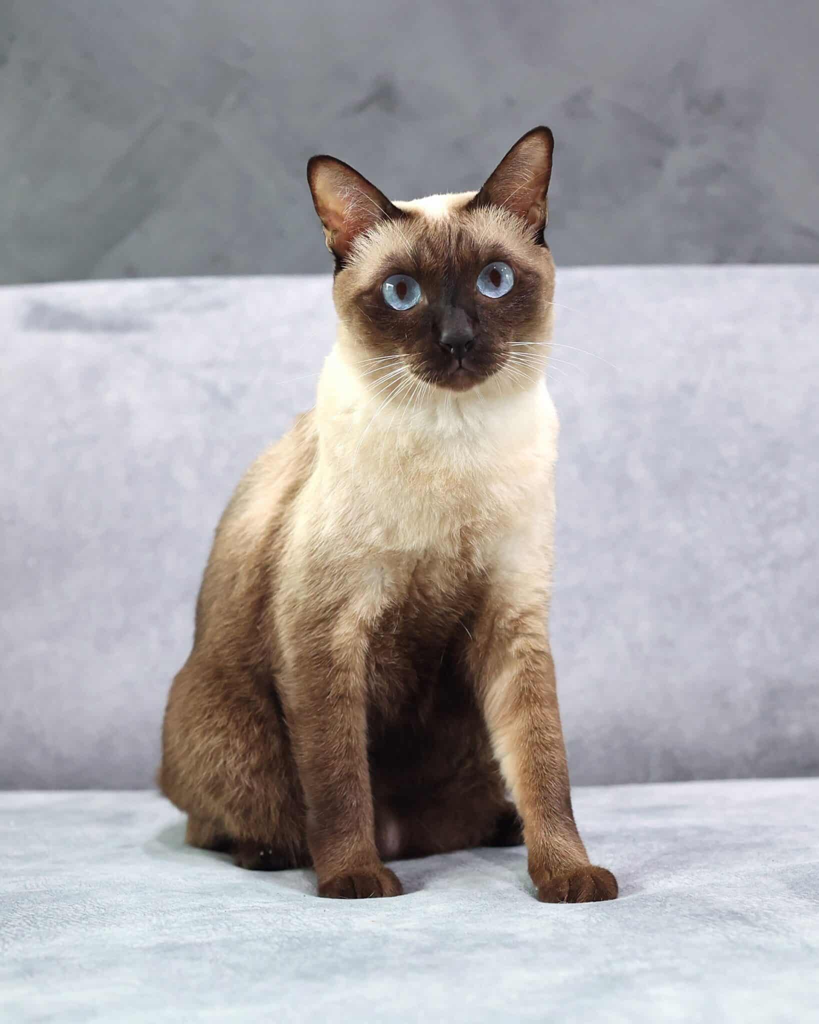 Top 13 Cat Breeds With Very Long Legs (With Pictures & Facts)