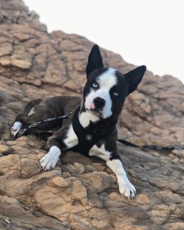 Siberian Husky Mixes: 40 Husky Crossbreeds (With Pictures)