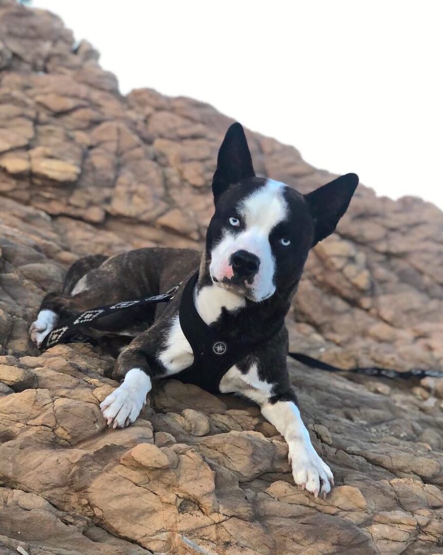 Boston Terrier Mixes: 52 Different Crossbreeds You'll Love