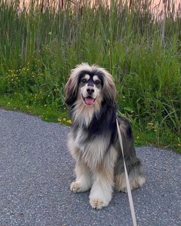 Siberian Husky Mixes: 40 Husky Crossbreeds (With Pictures)