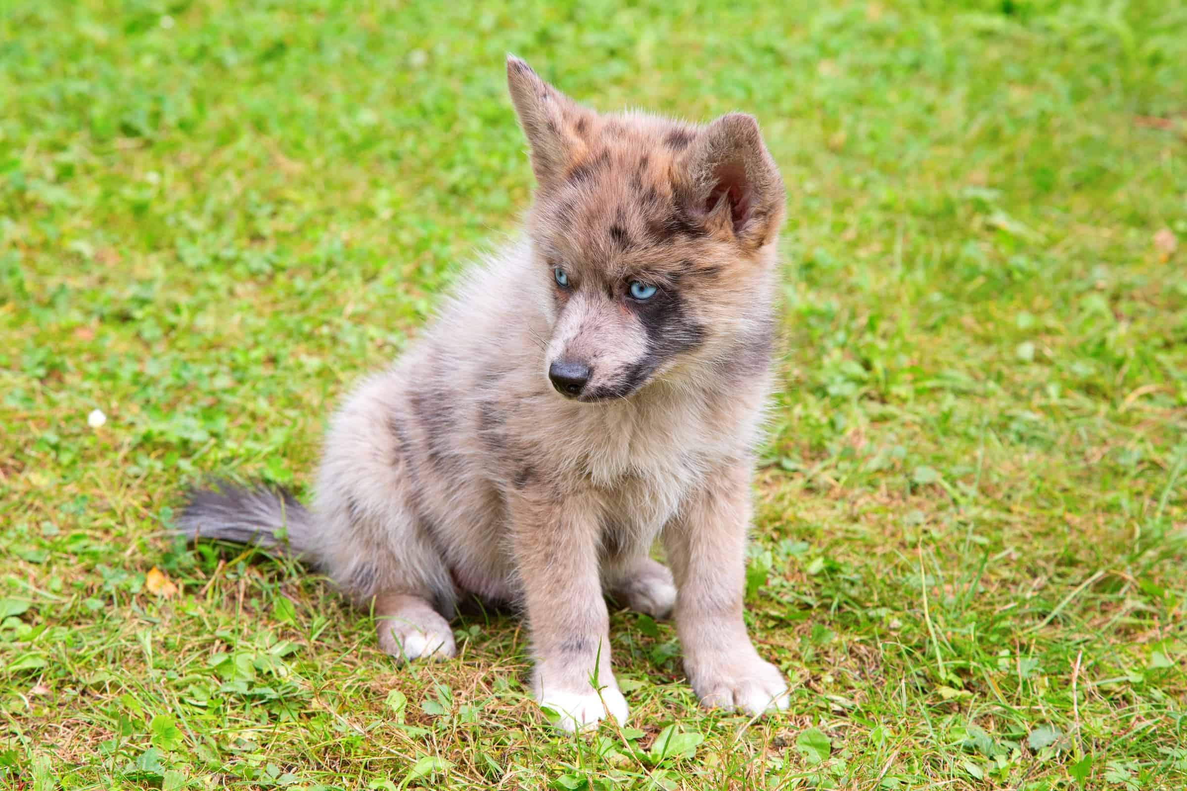 Siberian Husky Mixes: 40 Husky Crossbreeds (With Pictures)