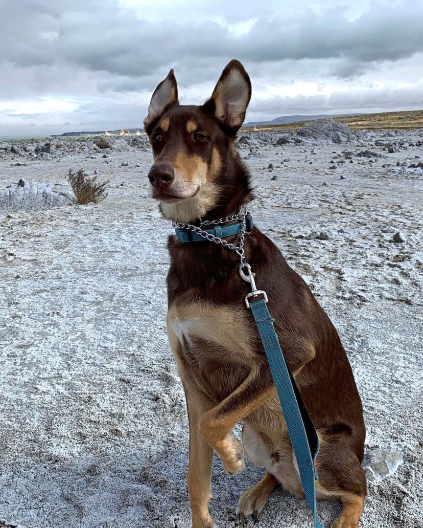 Siberian Husky Mixes: 40 Husky Crossbreeds (With Pictures)