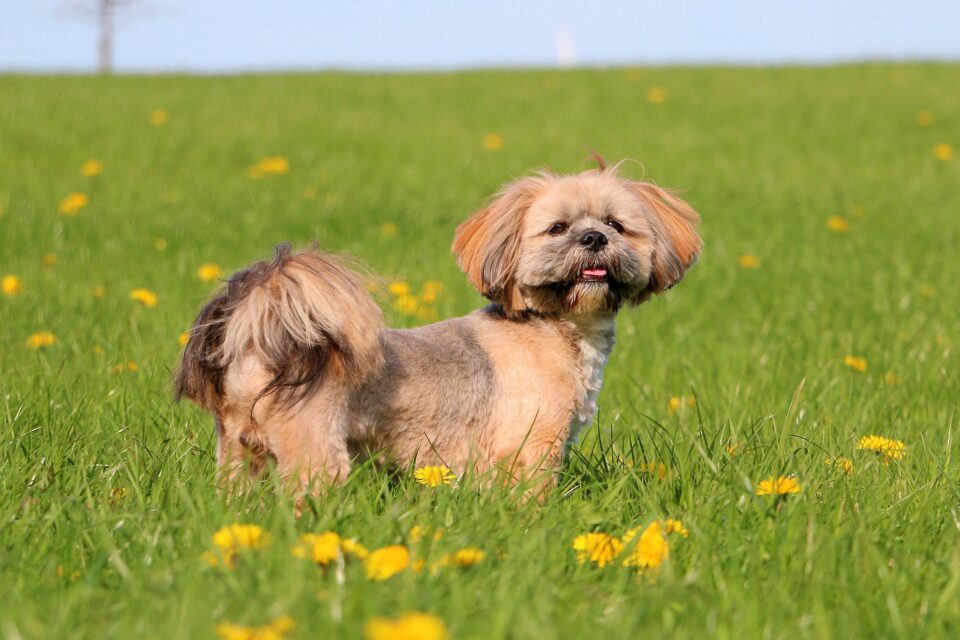 Short-Haired Lhasa Apso: Can Lhasa Apsos Have Short Hair?