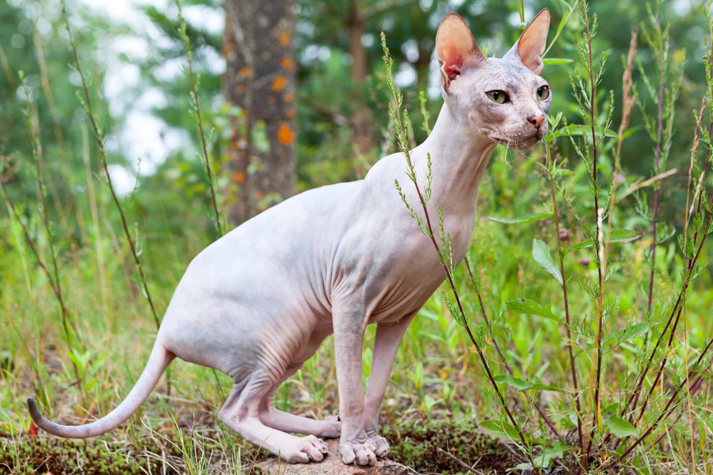 12 Awesome Cat Breeds With Big Noses (With Pictures)