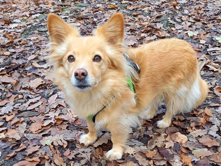 64 Cutest Corgi Mixes You'll Want to Adopt (With Pictures)
