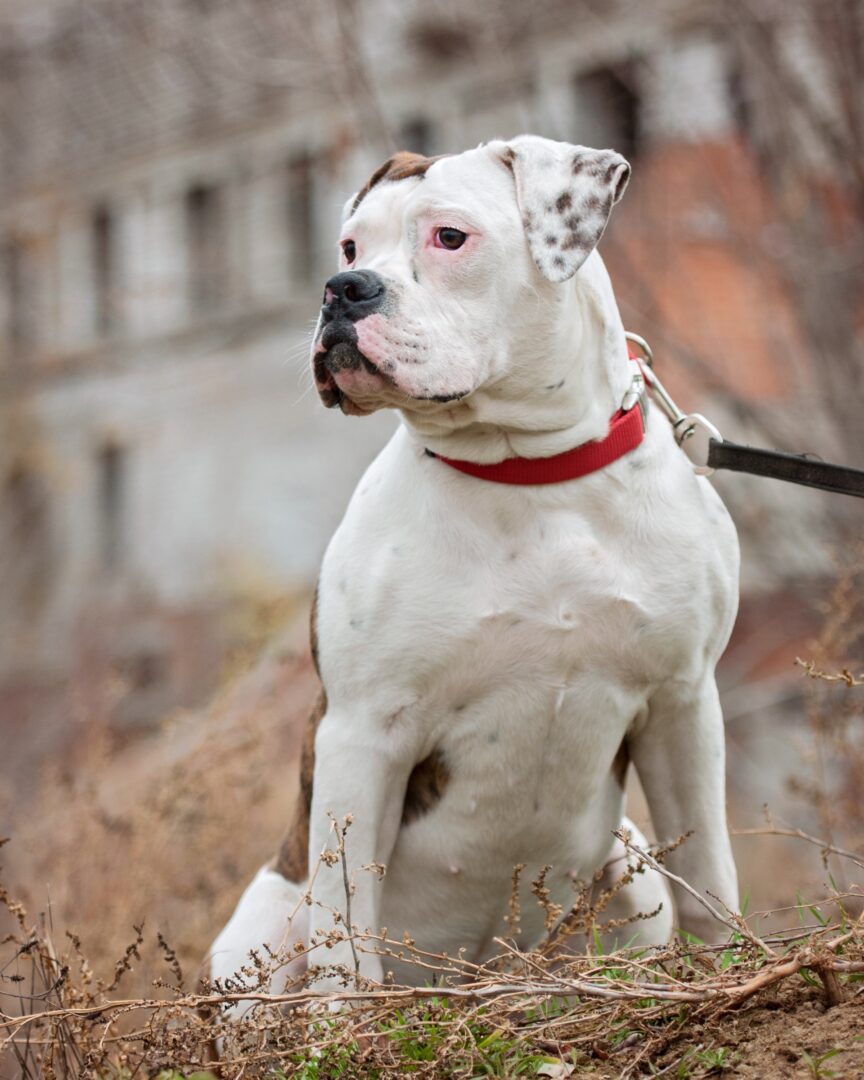 Spotted Dog Breeds: 59 Dogs With Spots (With Pictures)