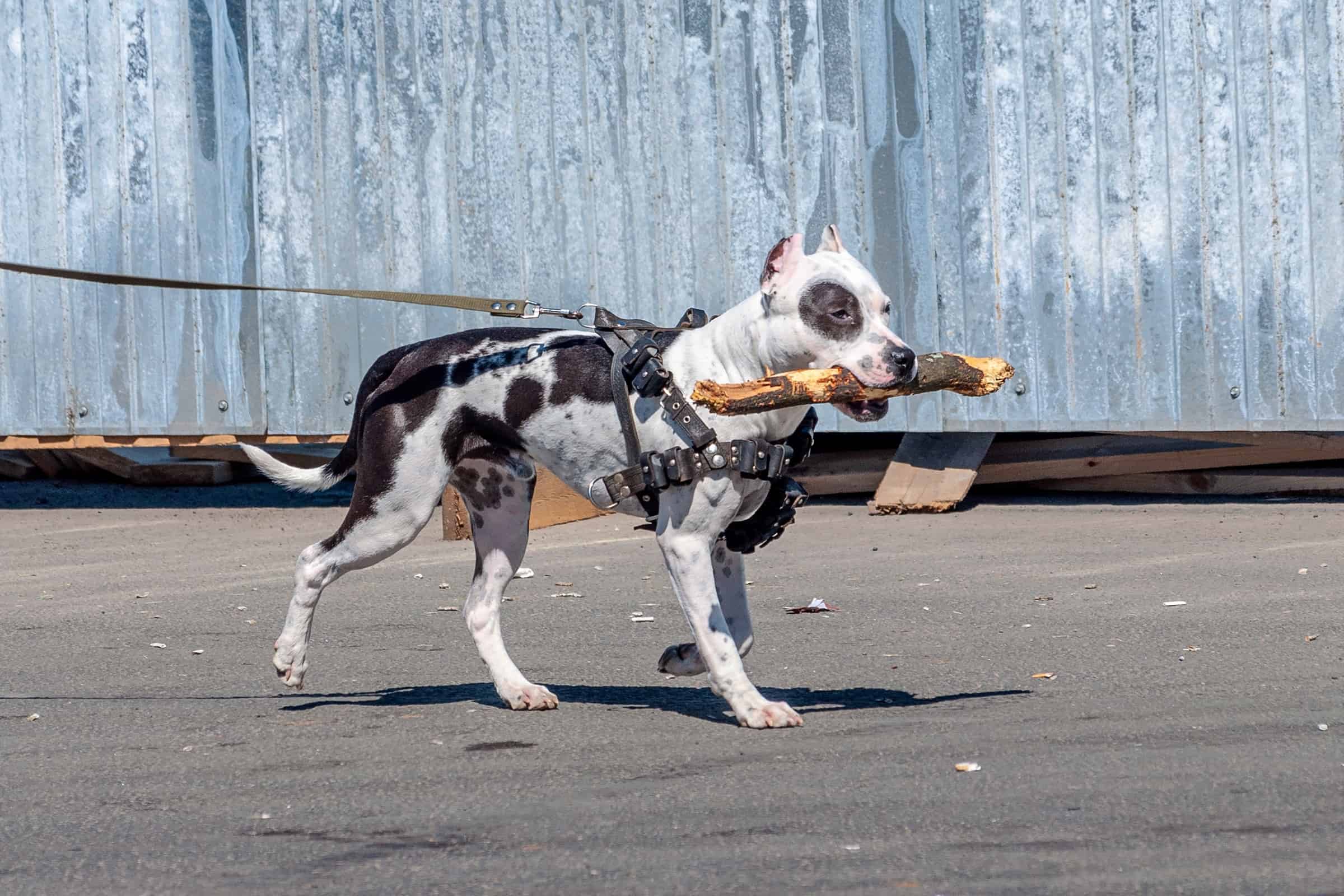 Spotted Dog Breeds: 59 Dogs With Spots (With Pictures)