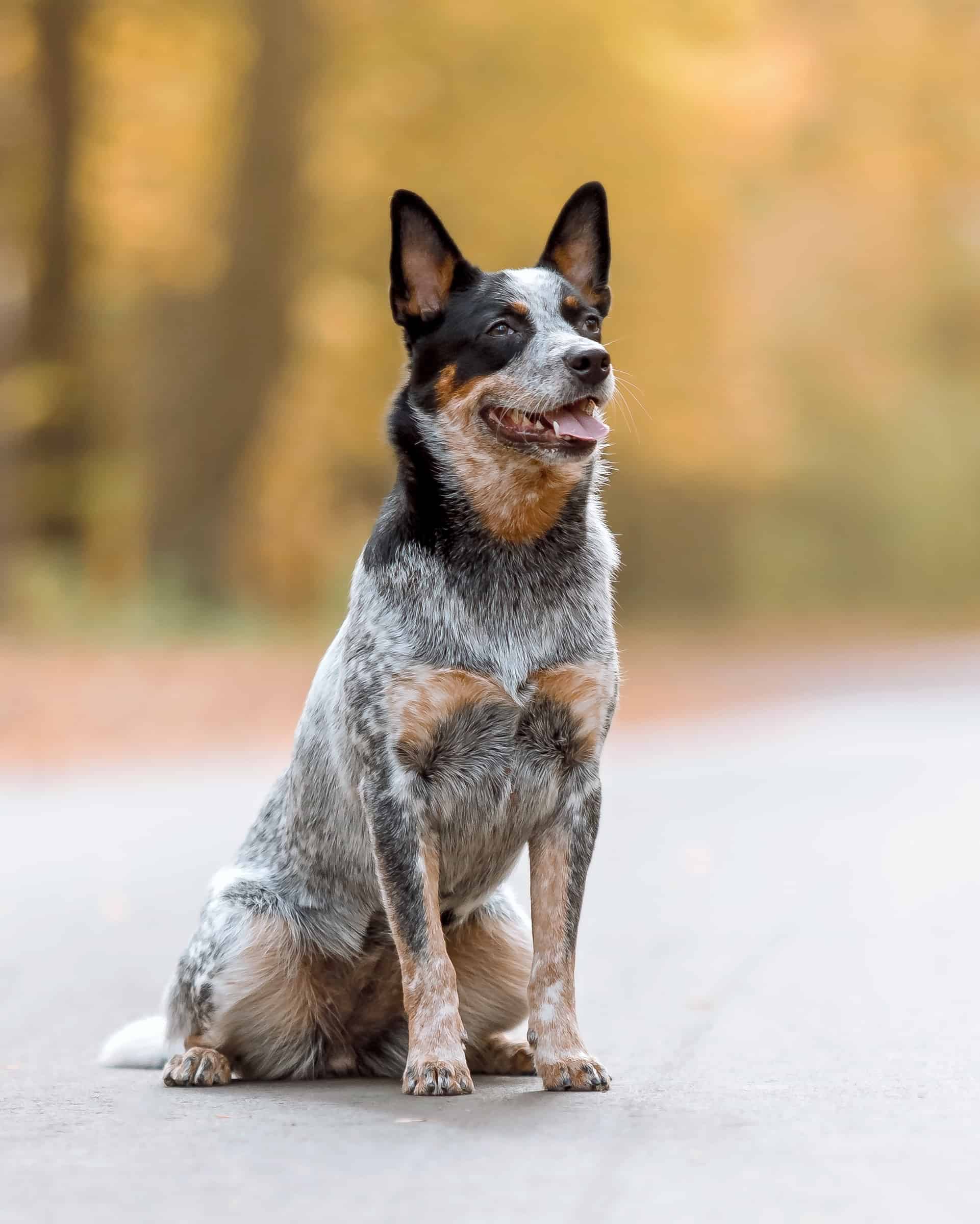 Spotted Dog Breeds: 59 Dogs With Spots (With Pictures)