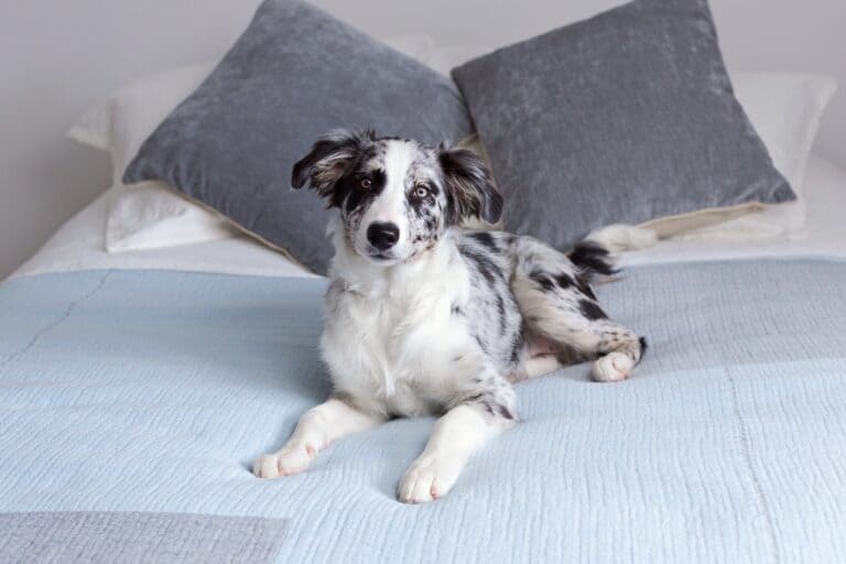 Spotted Dog Breeds: 59 Dogs With Spots (With Pictures)